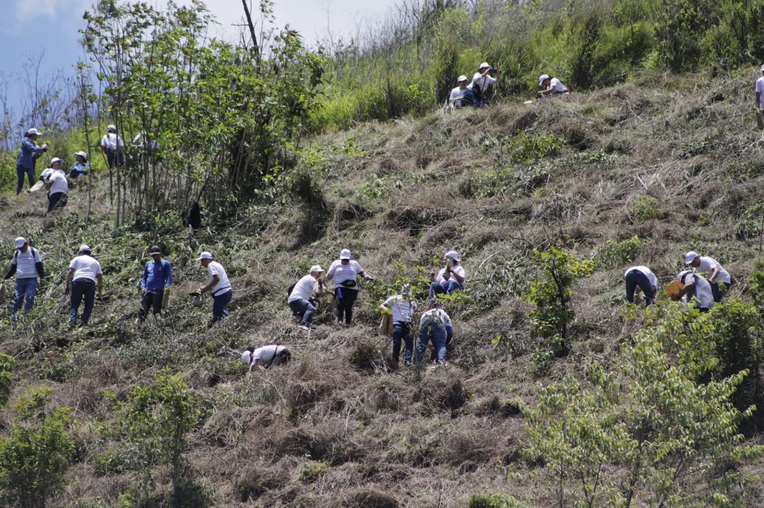 “Viernes de Reforestación” es un éxito con 4,100 árboles plantados ...